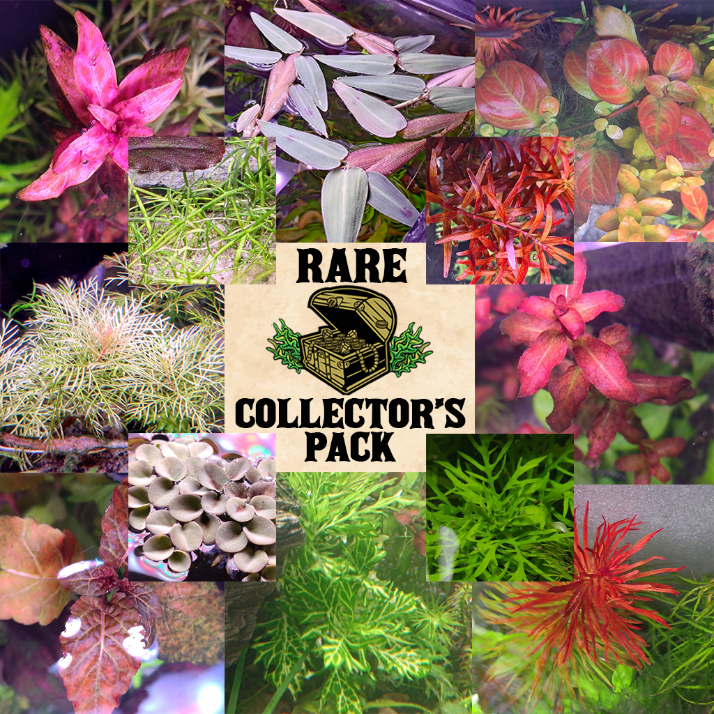 Sunken Treasure Aquatics - Home | Cool and Rare Aquatic Plants, Animals ...