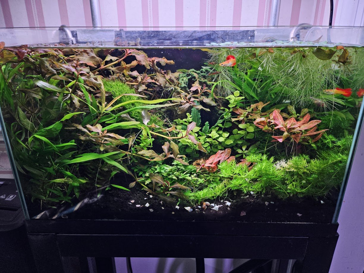 Clean n' Green Aquarium Fertilizer + Algaecide | Sunken Treasure ...