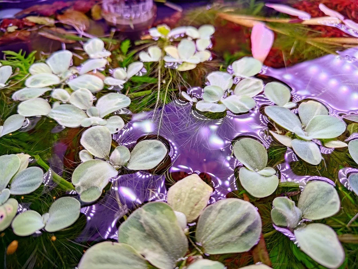 Sunken Treasure Aquatics - Home | Cool and Rare Aquatic Plants, Animals ...