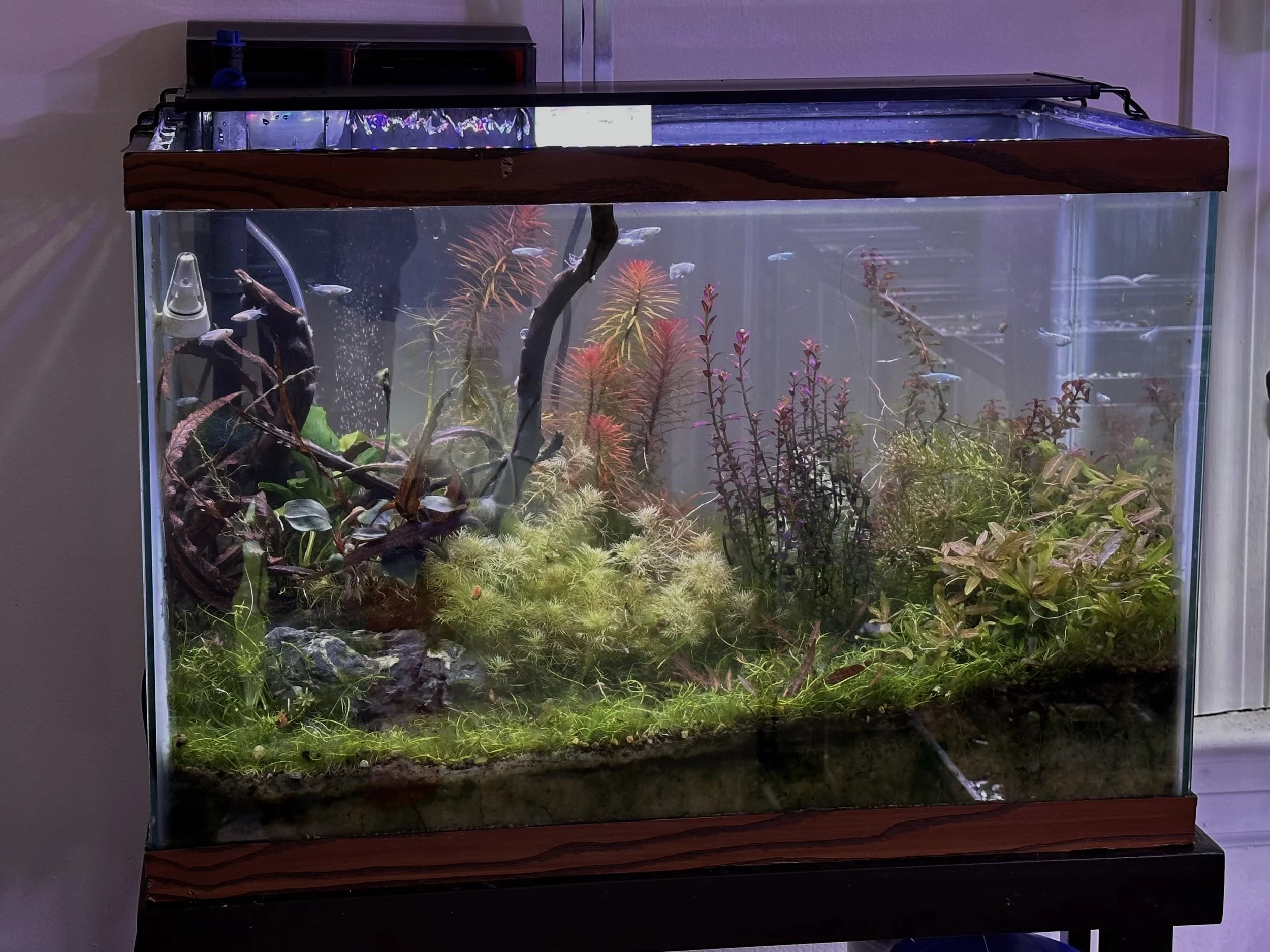 The Best (And Worst) Planted Tank Aquarium Lights after testing 40 ...