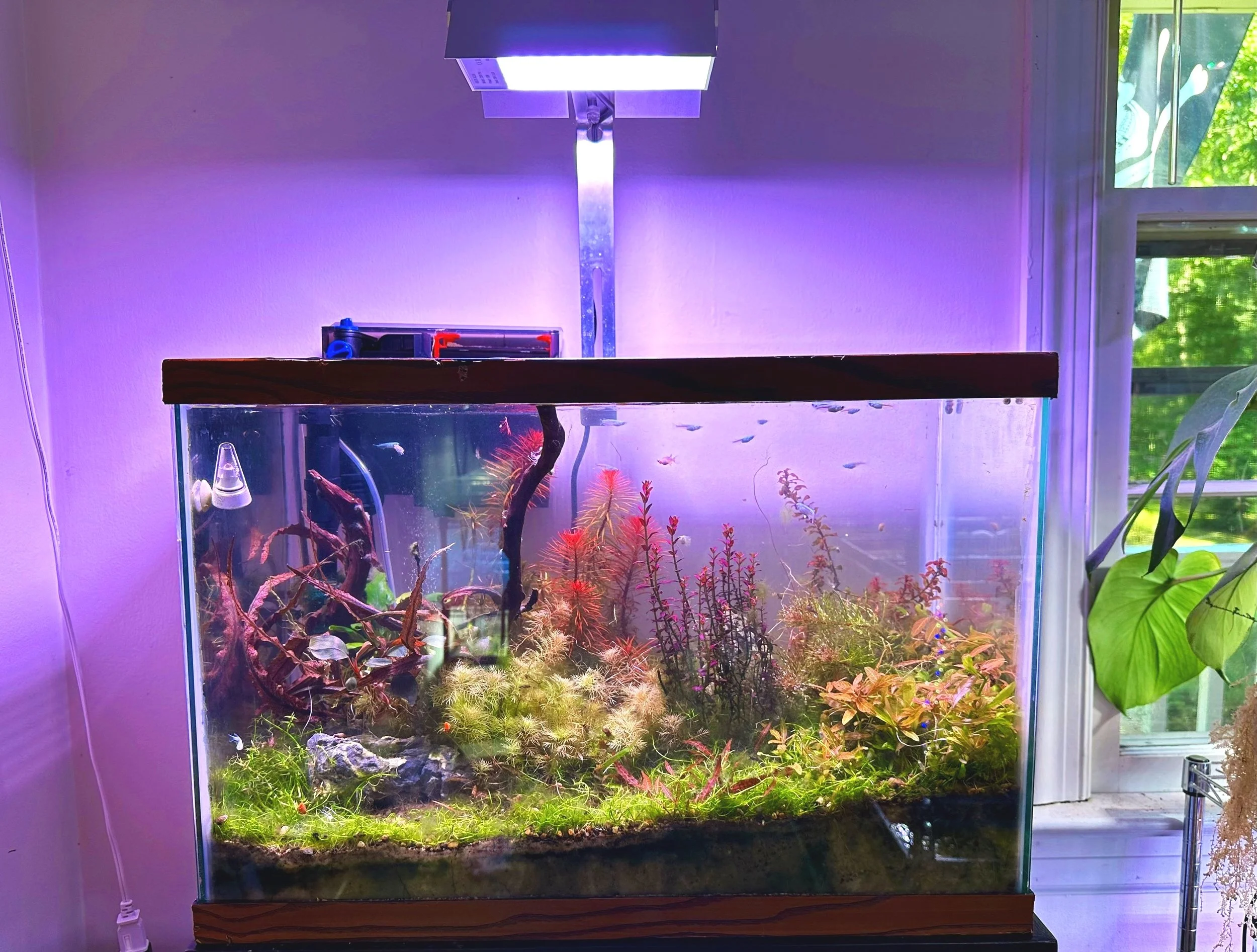 The Best (And Worst) Planted Tank Aquarium Lights after testing 40 ...