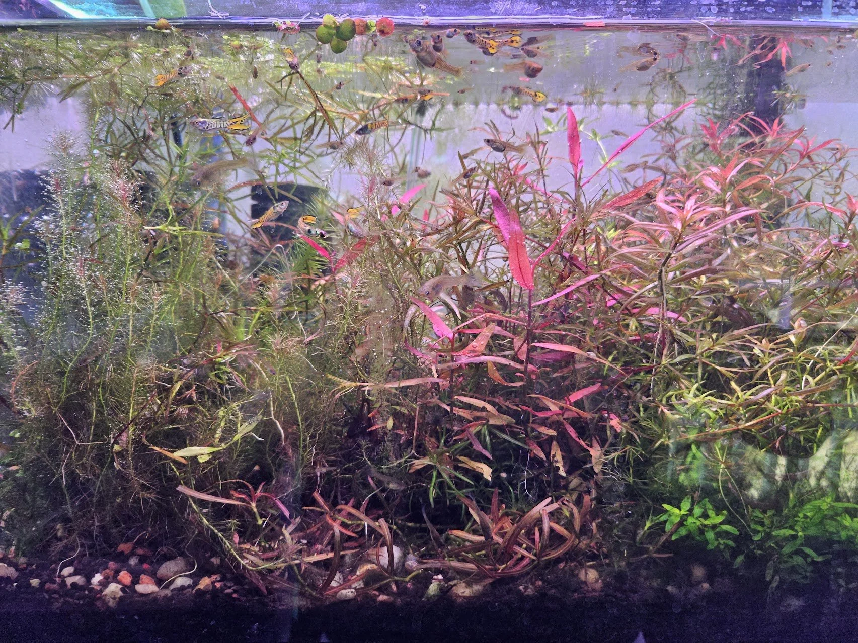 The best fish for planted aquariums | Sunken Treasure Aquatics | Lush ...