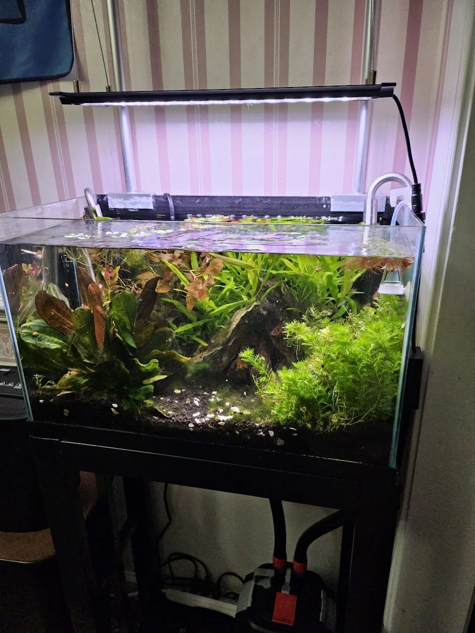 The Best (And Worst) Planted Tank Aquarium Lights after testing 40 ...