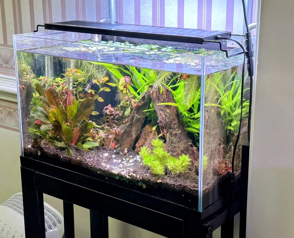 The Best (And Worst) Planted Tank Aquarium Lights after testing 40 ...