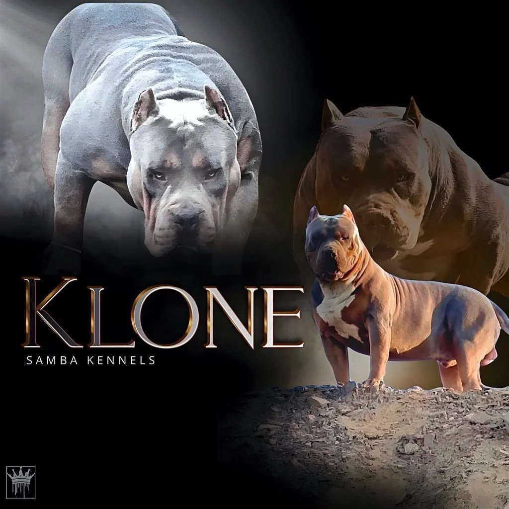 PRODUCTIONS — Sambakennels