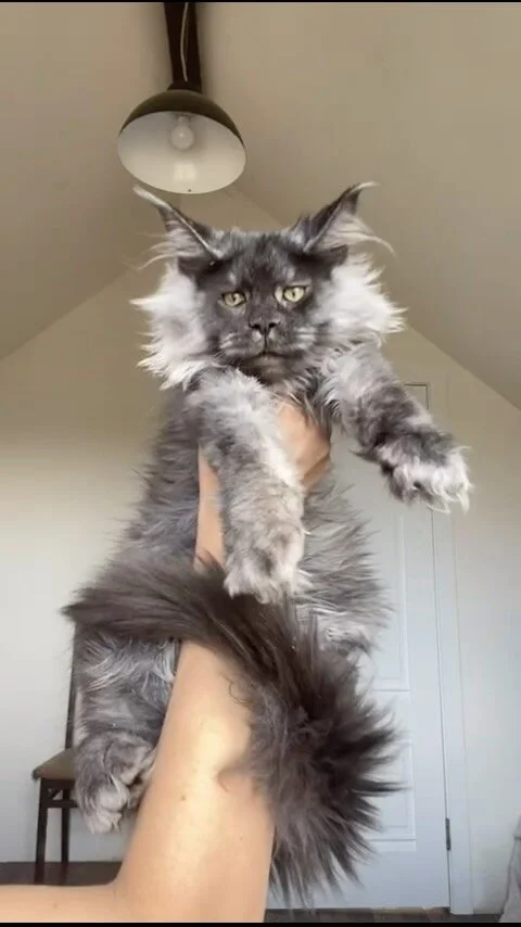 Giant Maine Coon Cats for Sale | Black Smoke Silver | Maine coon price ...