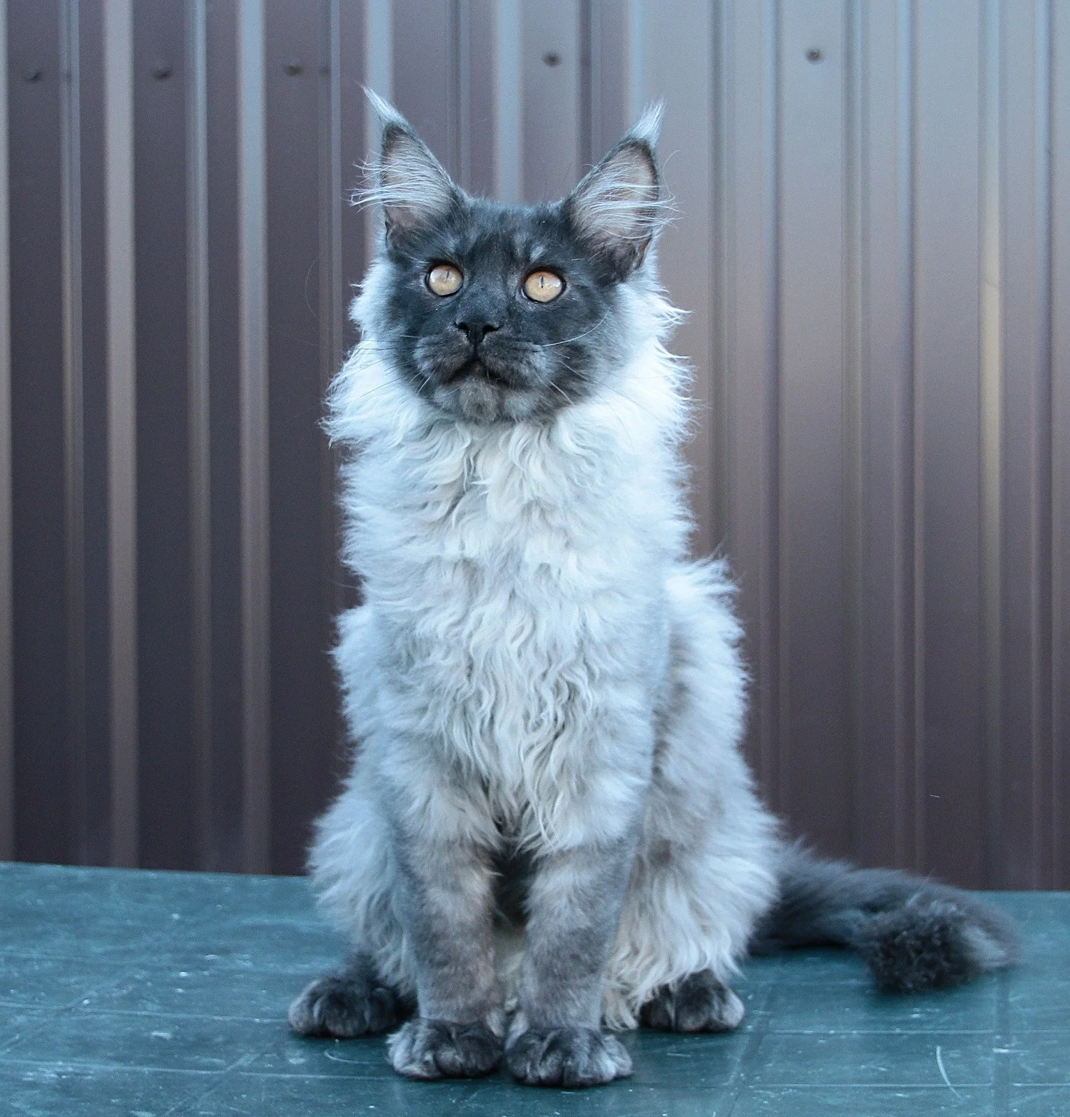 Giant Maine Coon Cats for Sale | Black Smoke Silver | Maine coon price ...