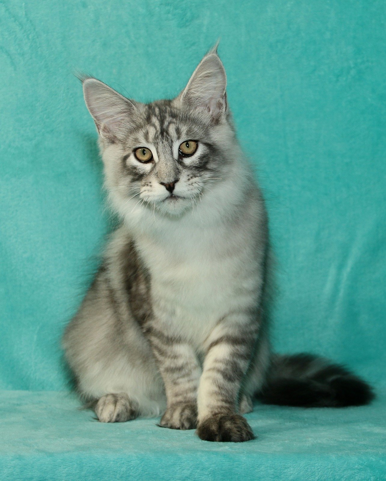 Giant Maine Coon Cats for Sale | Black Smoke Silver | Maine coon price ...