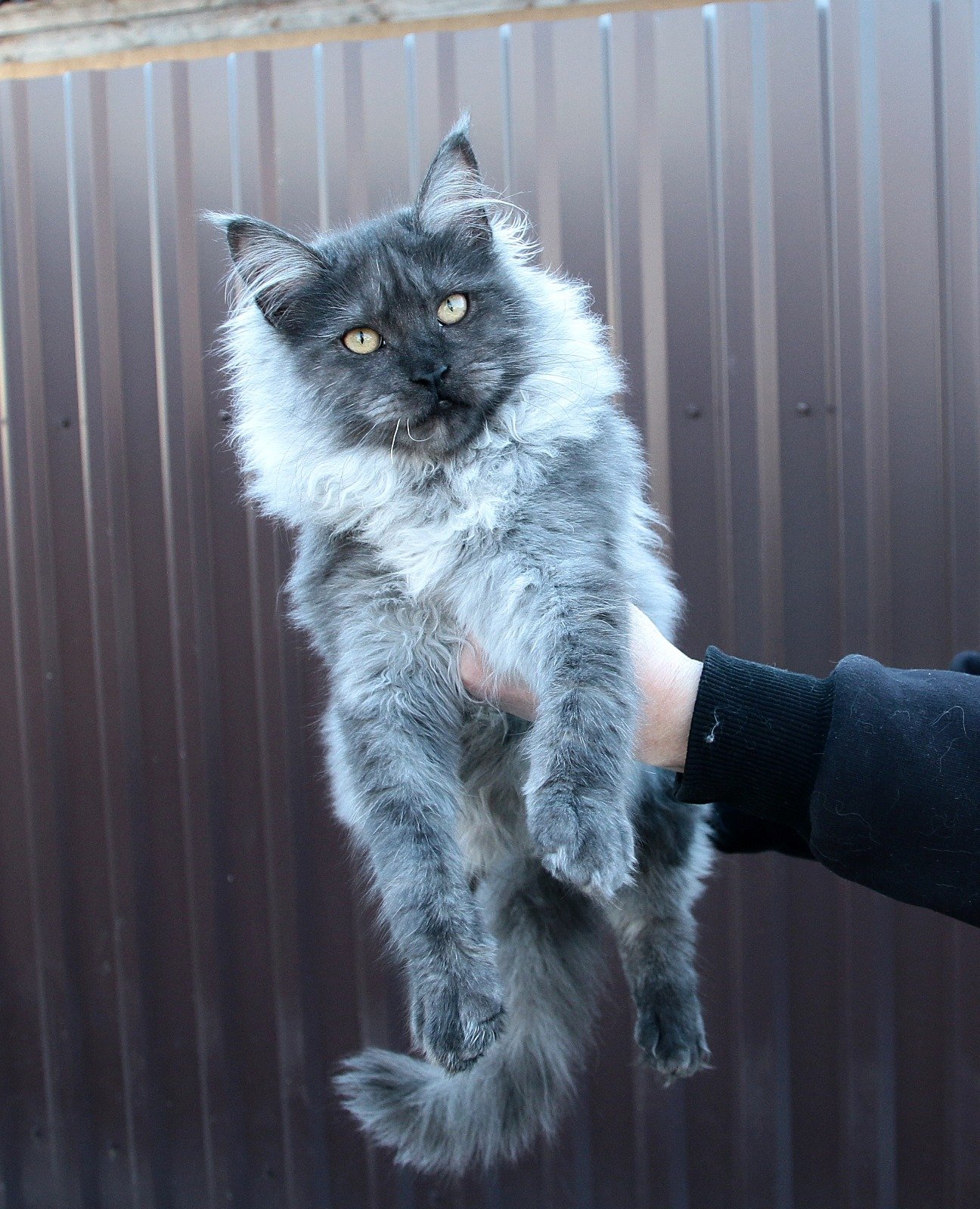 Giant Maine Coon Cats for Sale | Black Smoke Silver | Maine coon price ...