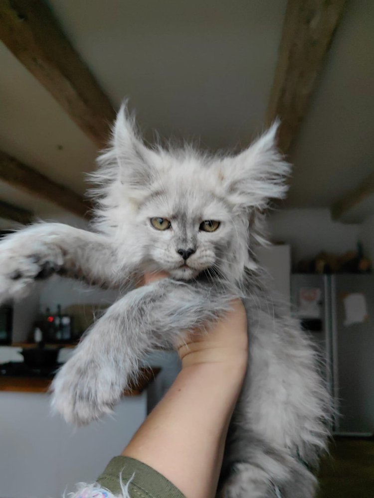 Giant Maine Coon Cats for Sale | Black Smoke Silver | Maine coon price ...