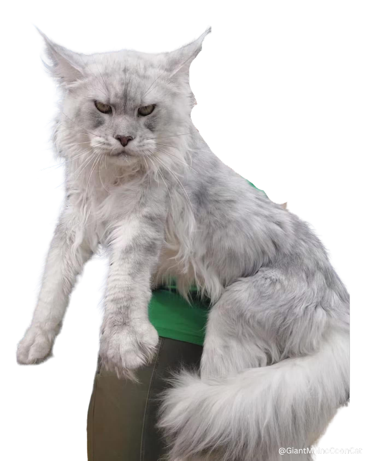 Giant Maine Coon Cats for Sale | Black Smoke Silver | Maine coon price ...