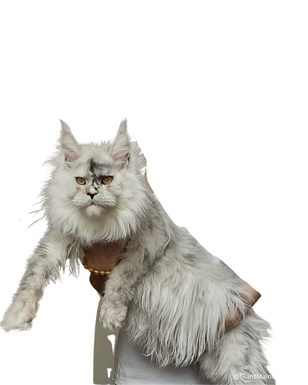 Giant Maine Coon Cats for Sale | Black Smoke Silver | Maine coon price ...