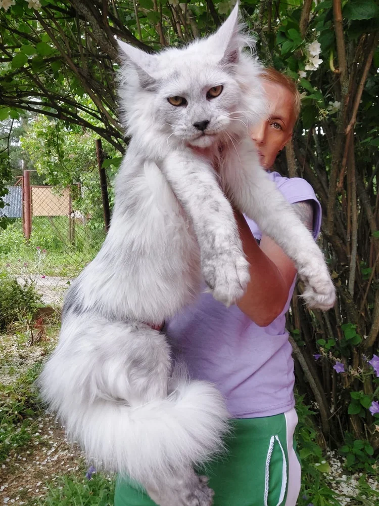 Contact — black maine coon cat — Giant Maine Coon Cats