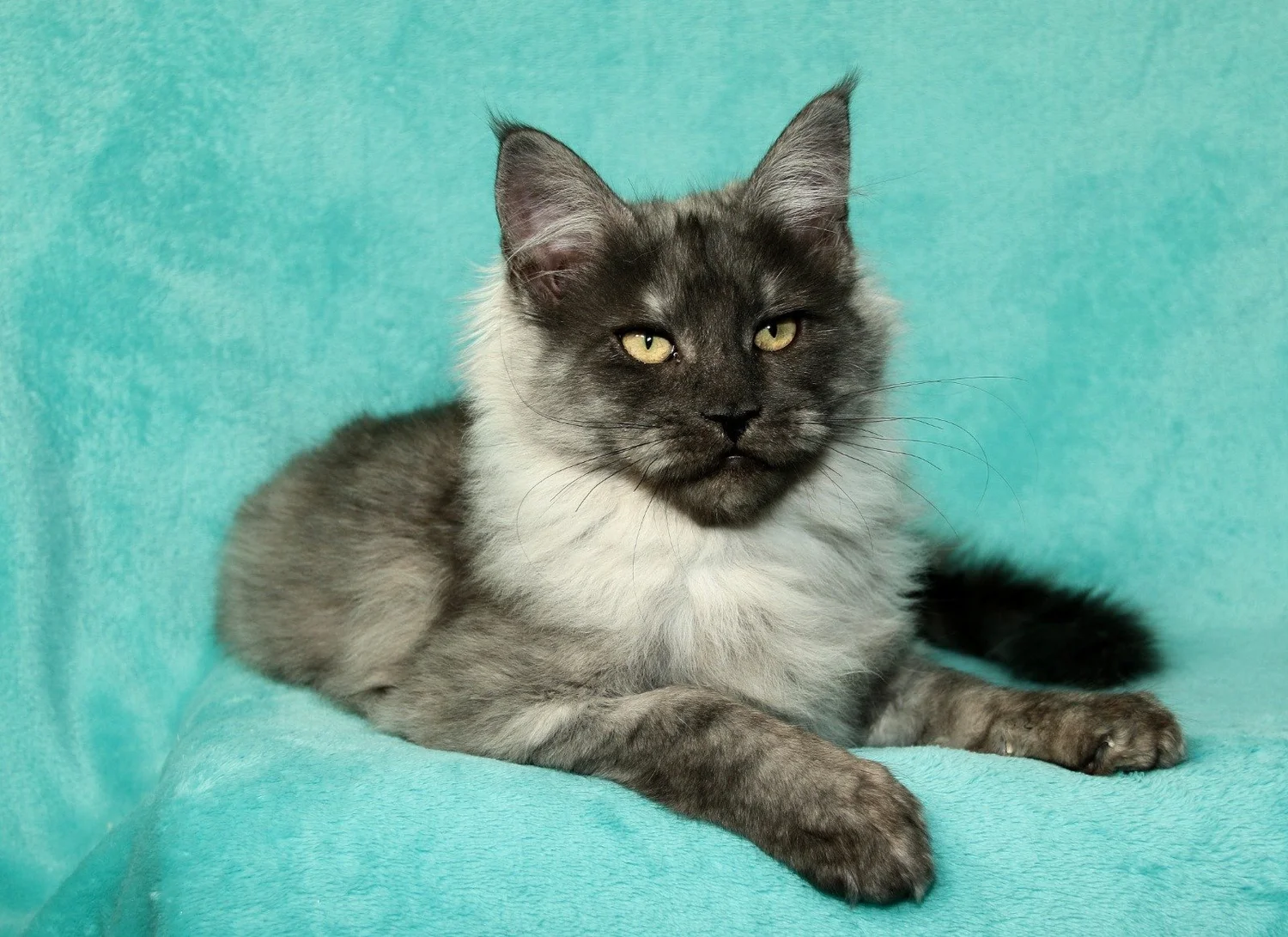 Giant Maine Coon Cats for Sale | Black Smoke Silver | Maine coon price ...