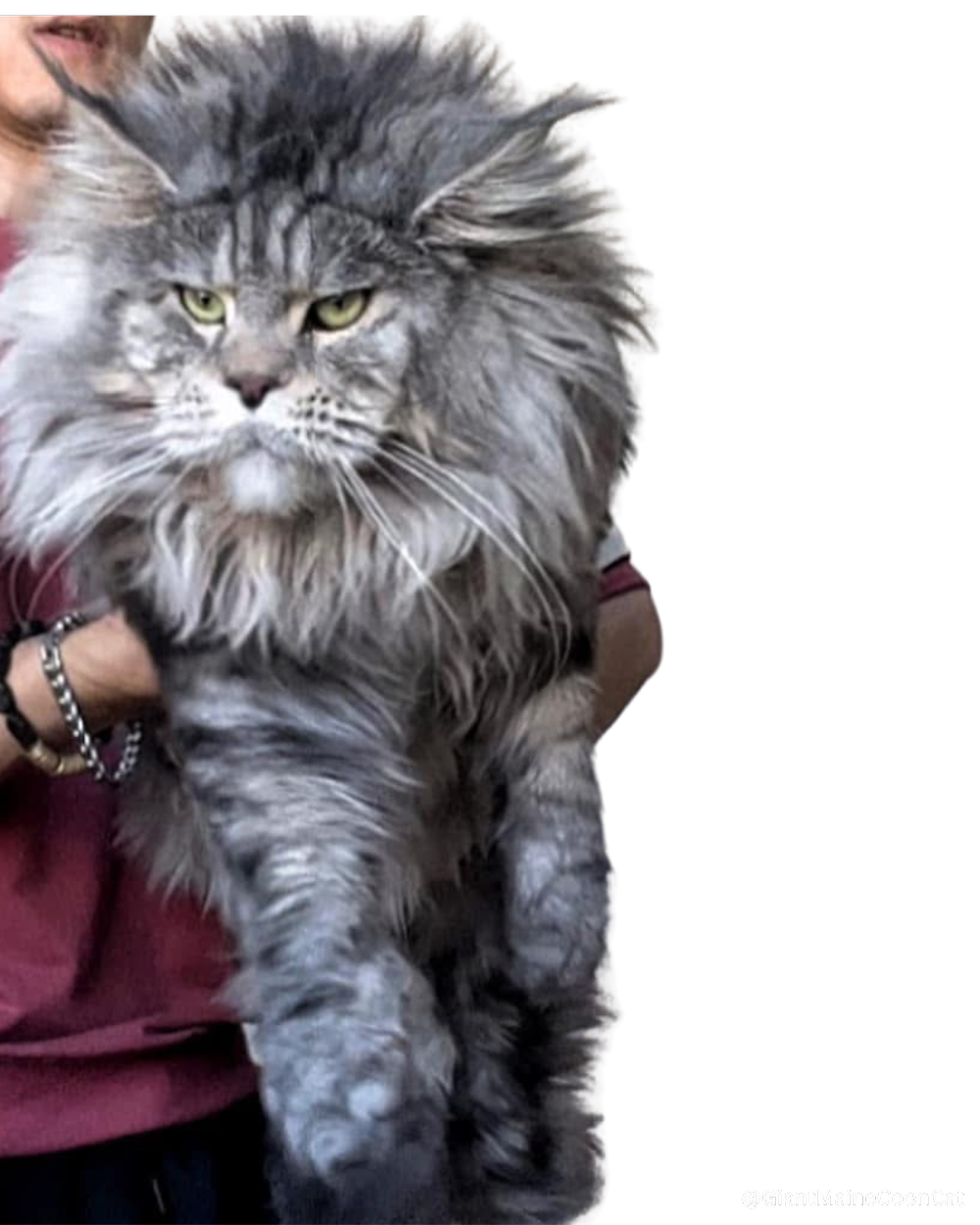 Worlds Largest Maine Coons | Discover Giant Companions — Giant Maine ...