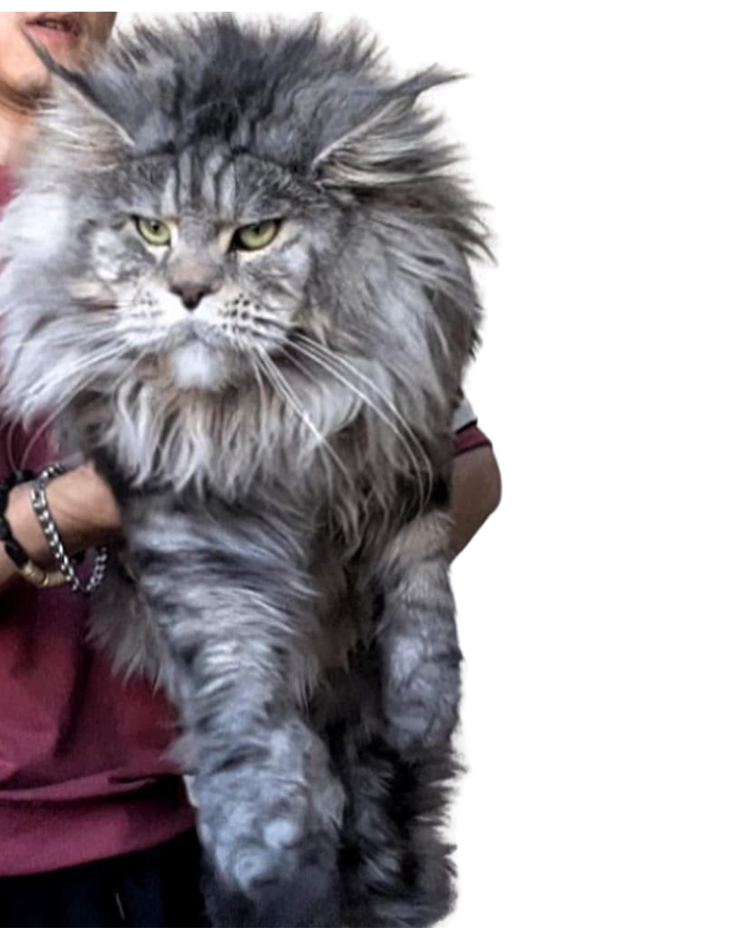 Worlds Largest Maine Coons | Discover Giant Companions — Giant Maine ...