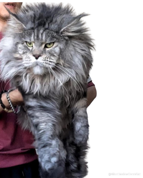Worlds Largest Maine Coons | Discover Giant Companions — Giant Maine ...