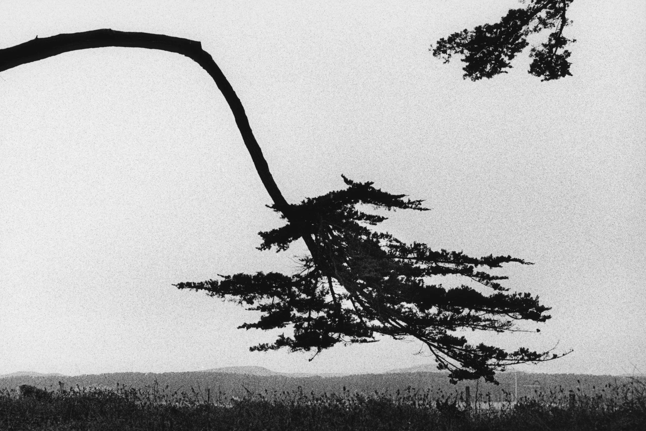 David Zheng — Armature Projects