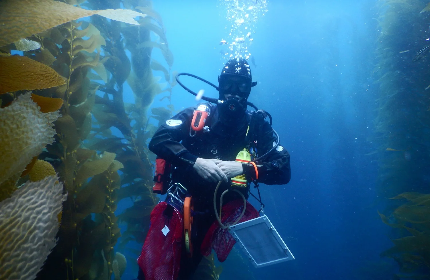 Cal Poly Dive Beneath the Surface