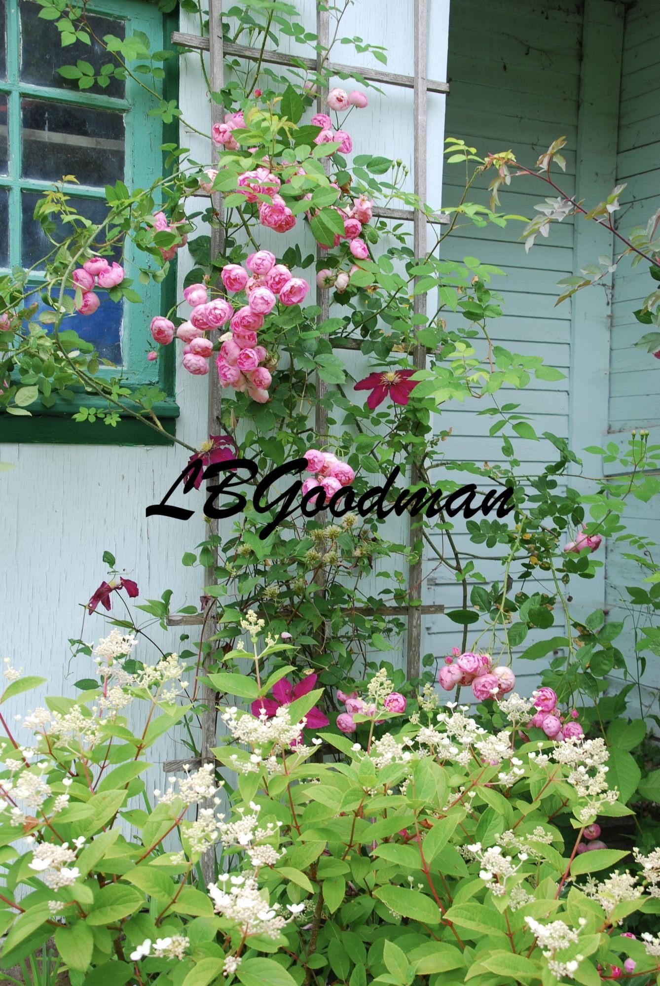 Clematis and Rose on Trellis Photograph — LBGoodmanPhotography.com