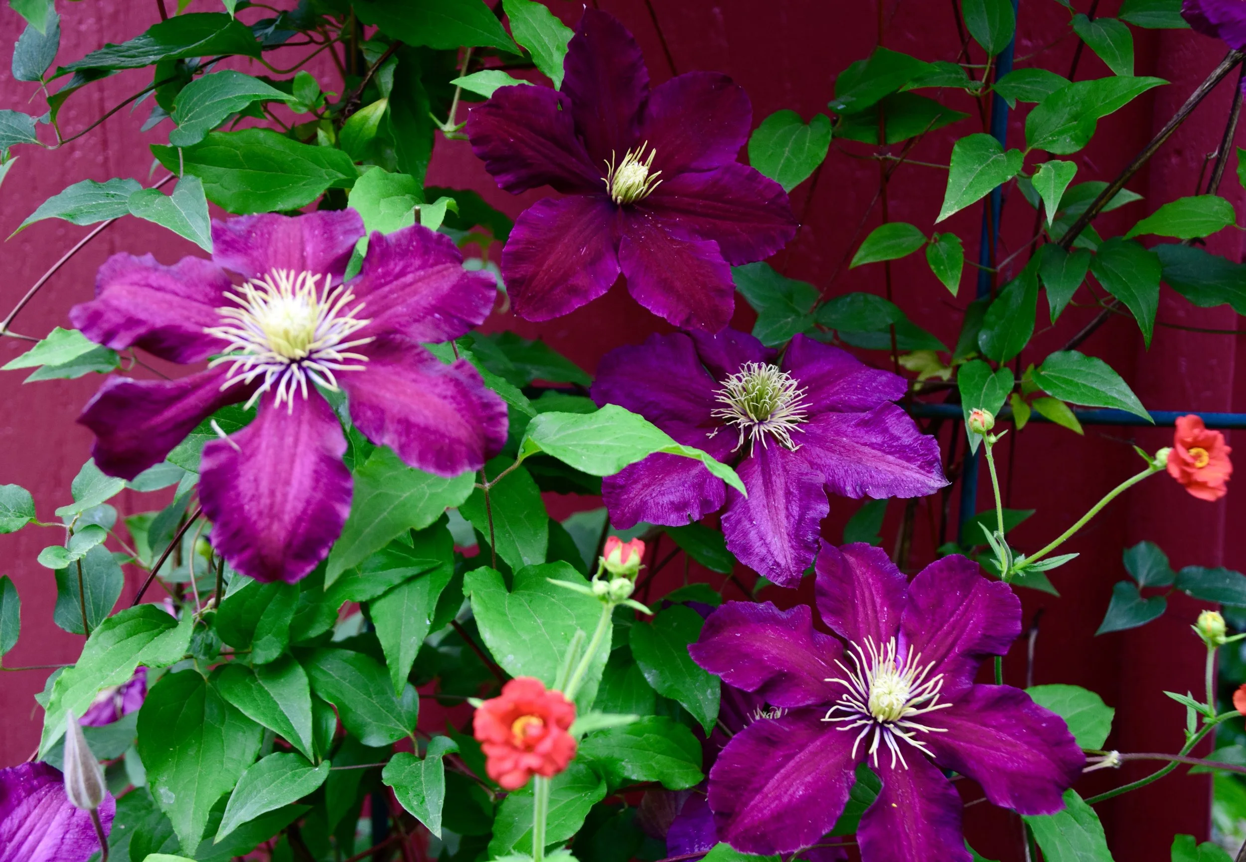 Landscape of Clematis & Rose Photo Gallery — LBGoodmanPhotography.com
