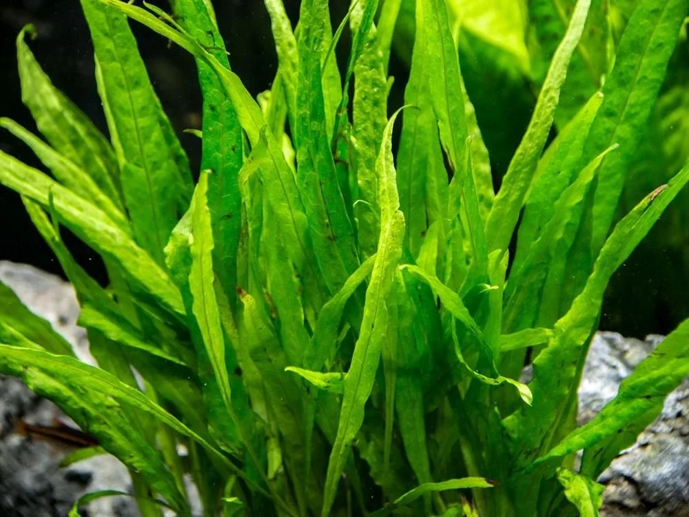 Narrow Leaf Java Fern