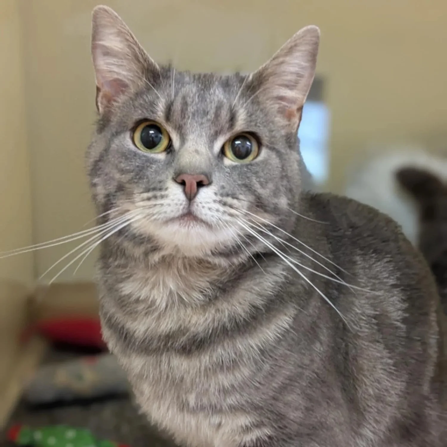 Cats | Find Your Perfect Cat Today! — Wythall Animal Sanctuary