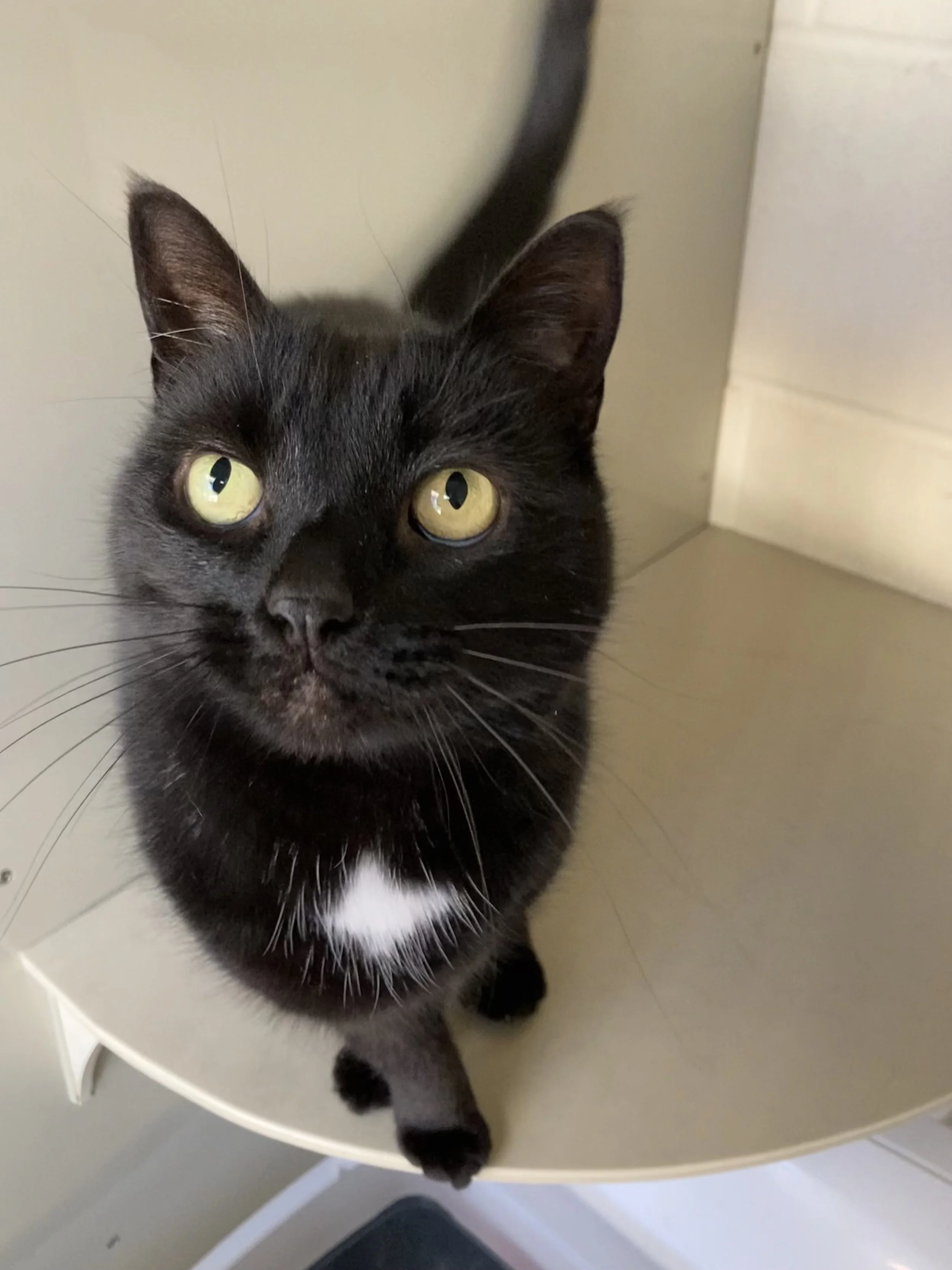 Cats — Wythall Animal Sanctuary