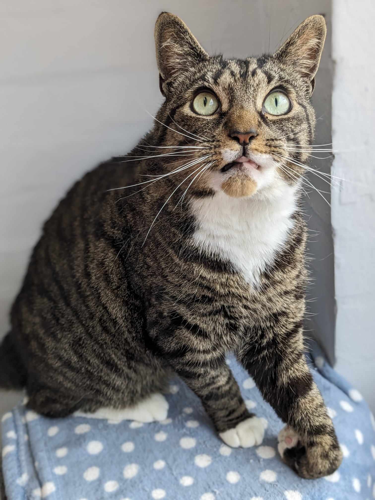 Cats — Wythall Animal Sanctuary