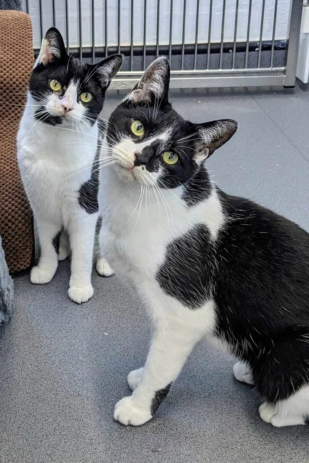 Cats — Wythall Animal Sanctuary