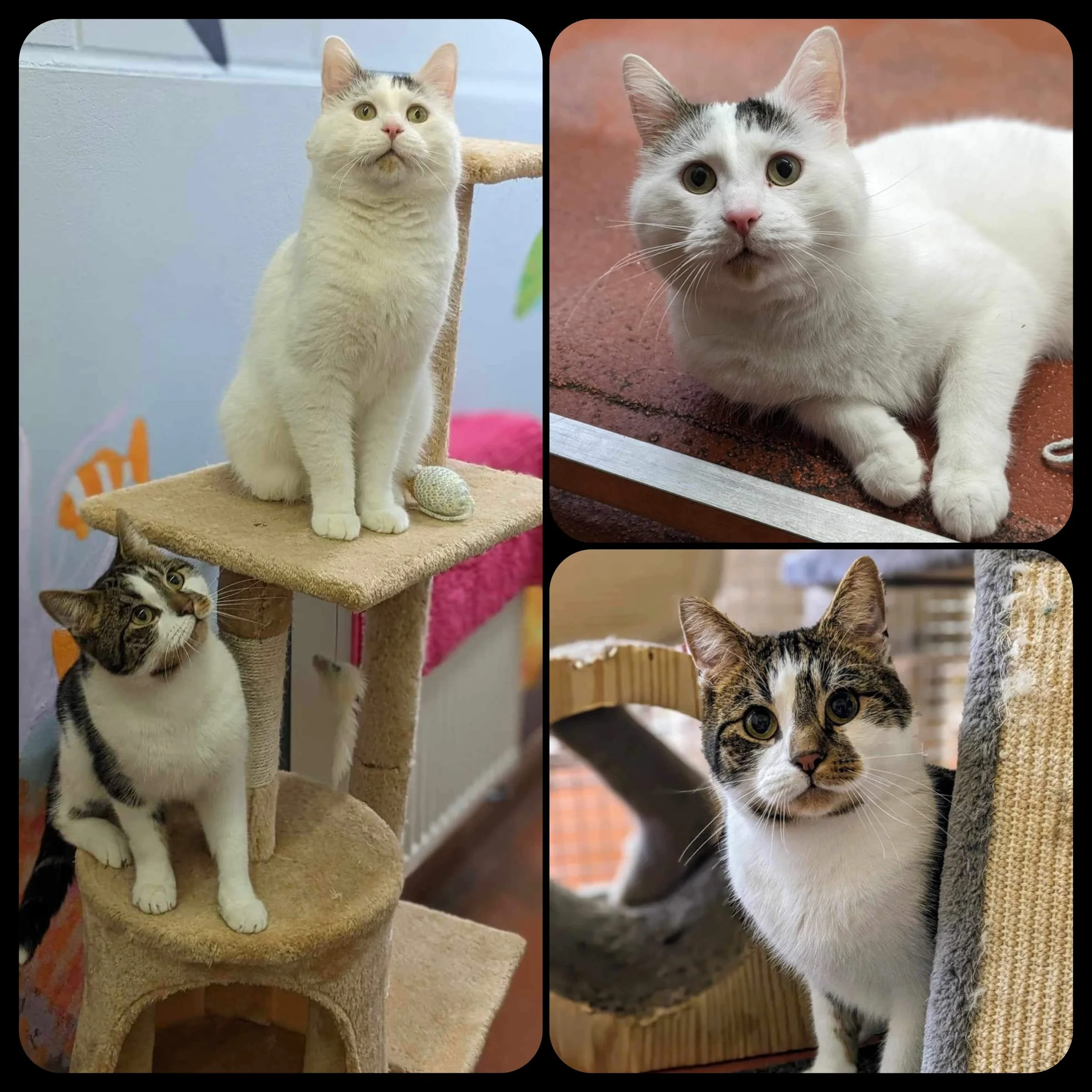 Cats — Wythall Animal Sanctuary