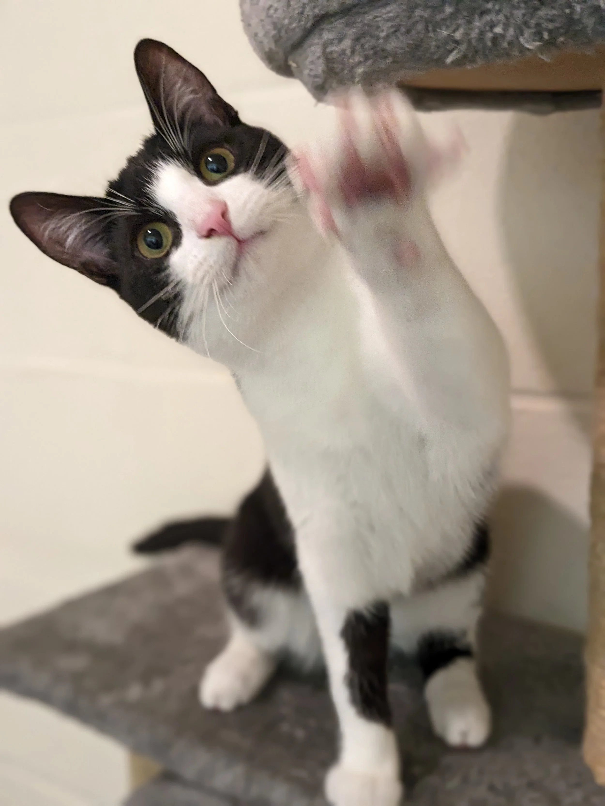 Cats — Wythall Animal Sanctuary