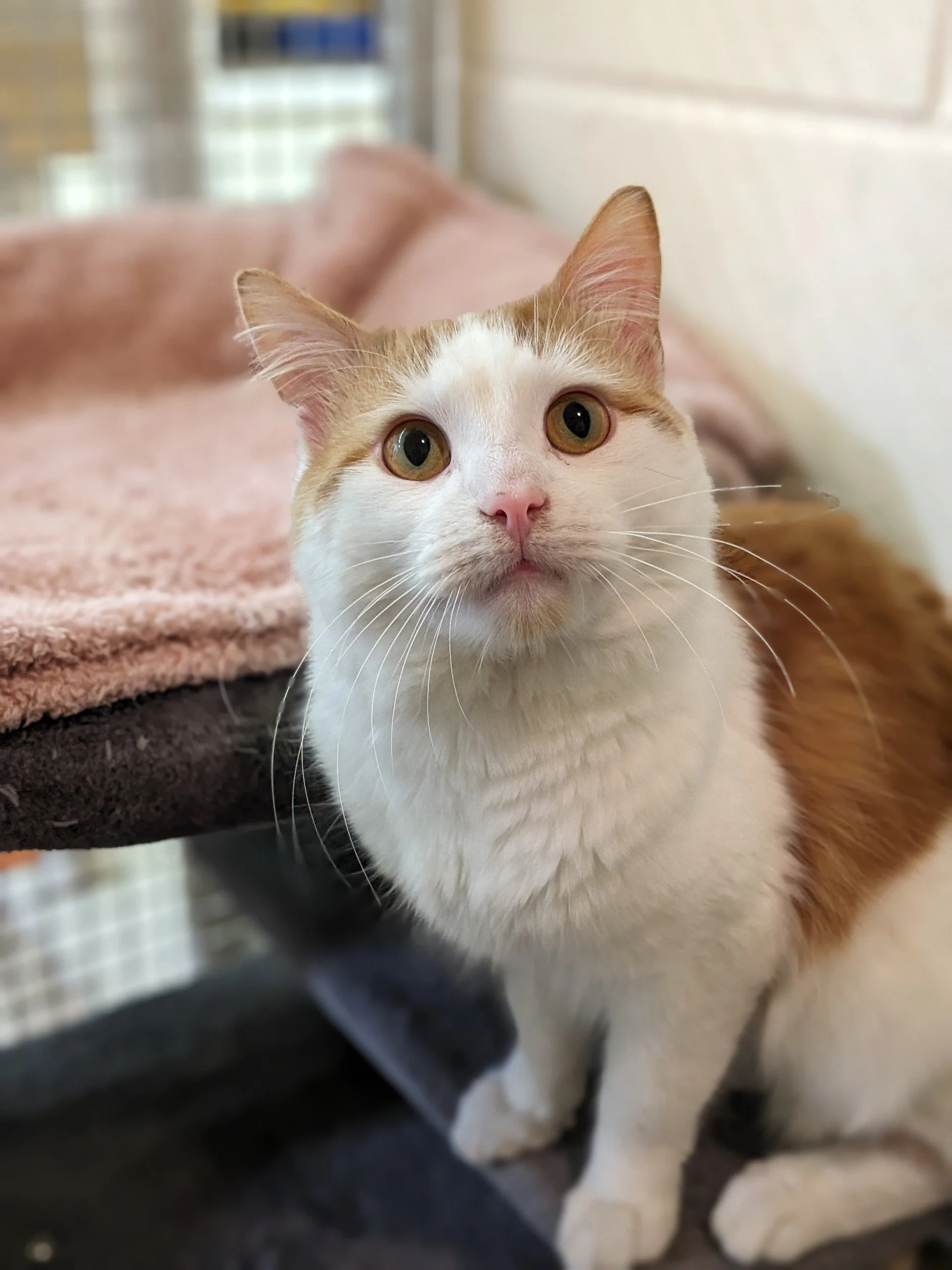 Cats — Wythall Animal Sanctuary