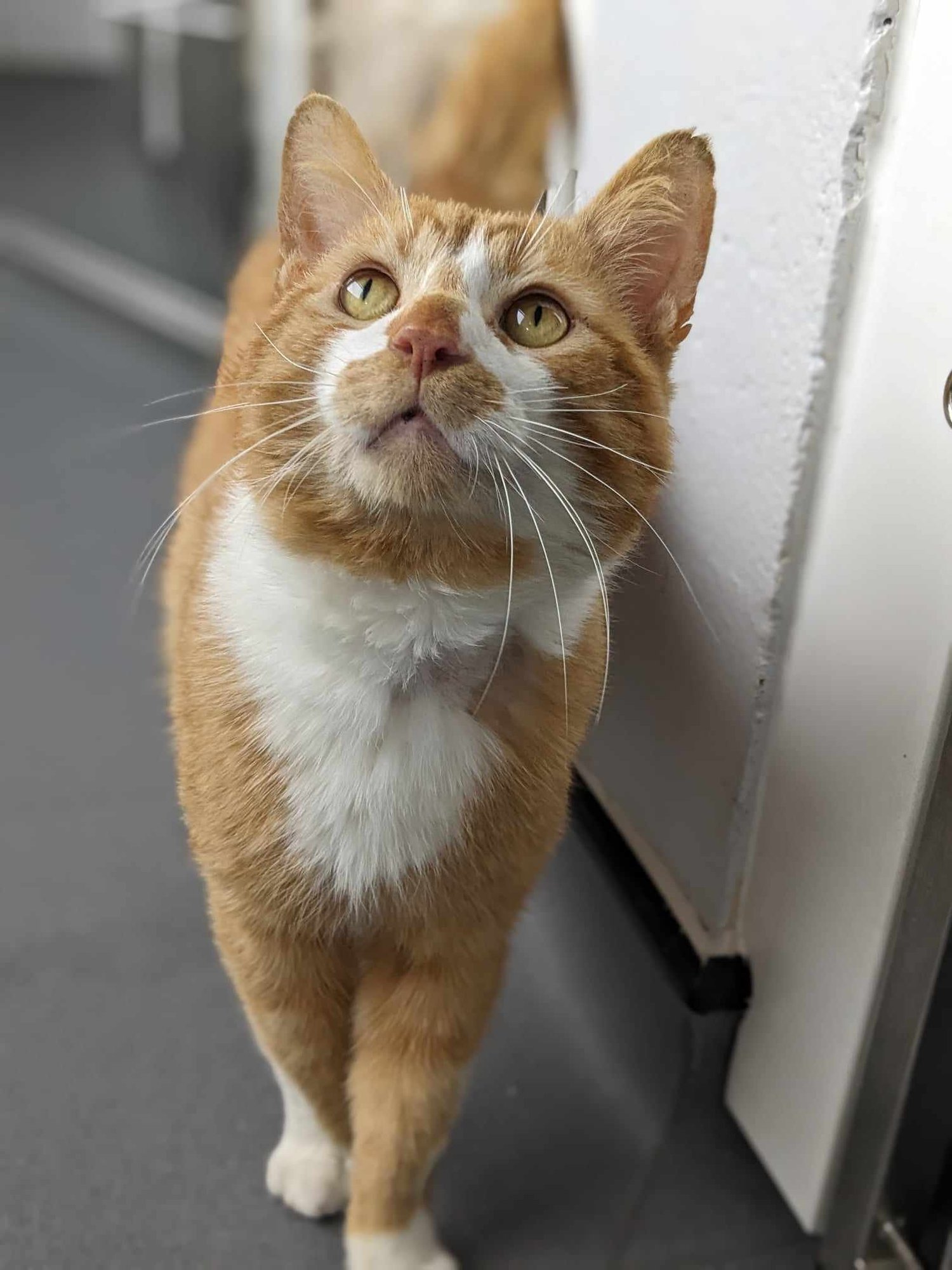 Cats — Wythall Animal Sanctuary