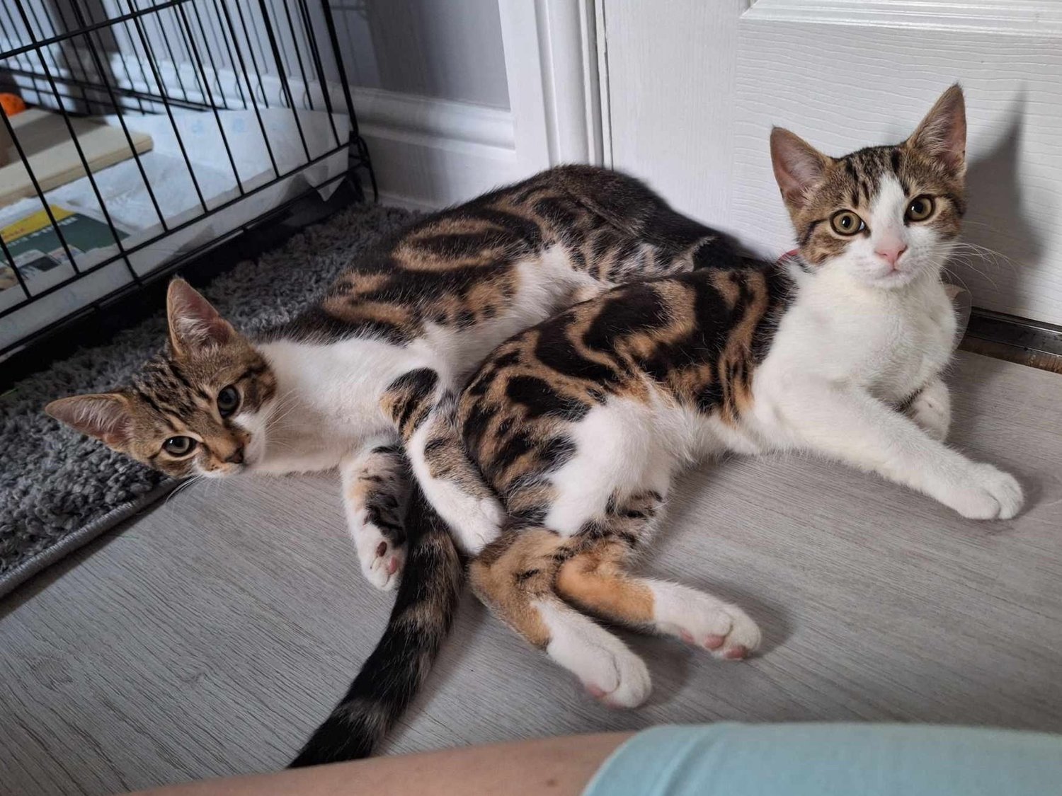 Cats — Wythall Animal Sanctuary