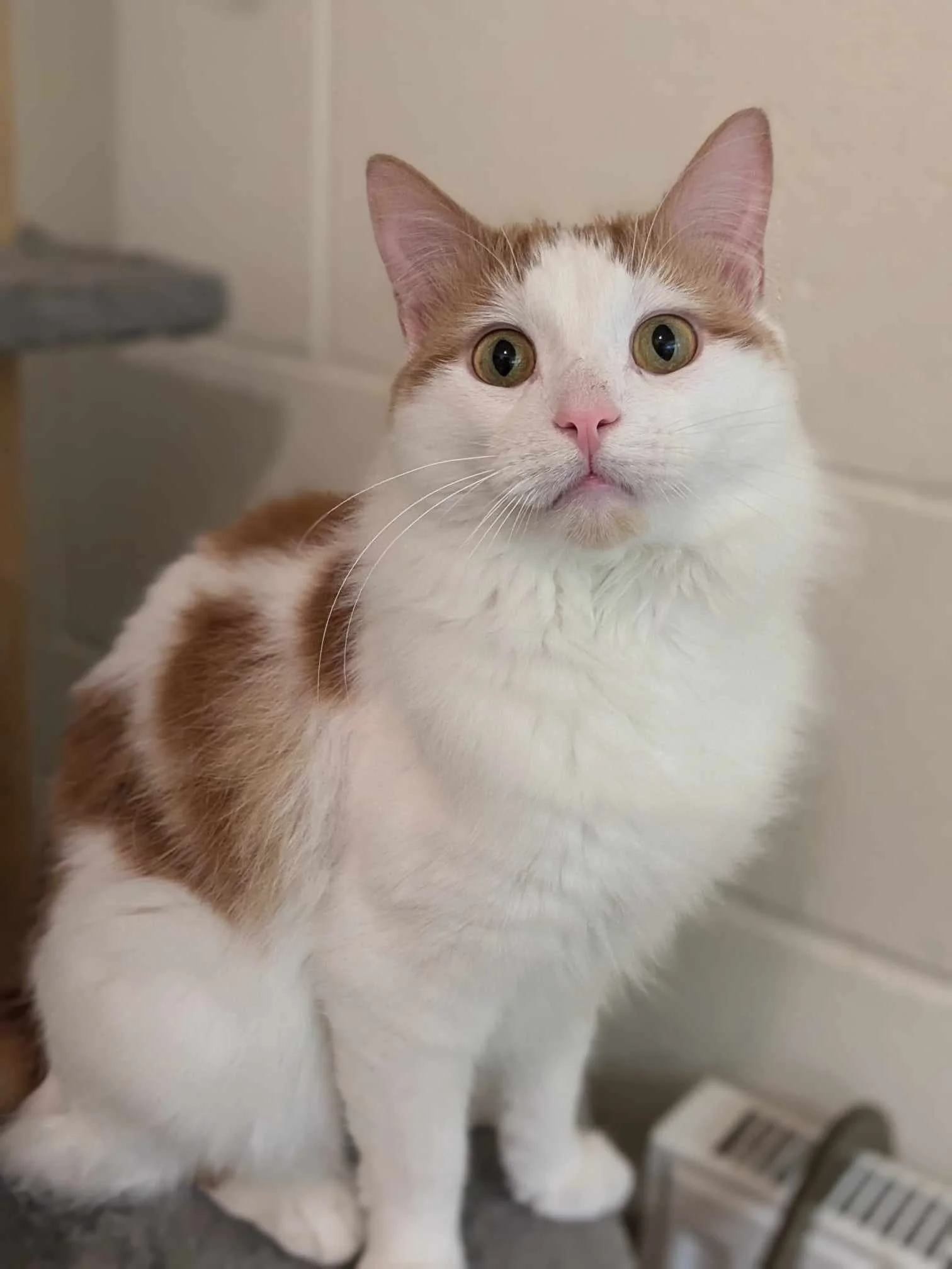 Cats — Wythall Animal Sanctuary