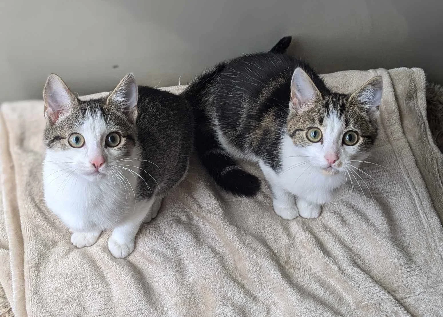 Cats — Wythall Animal Sanctuary