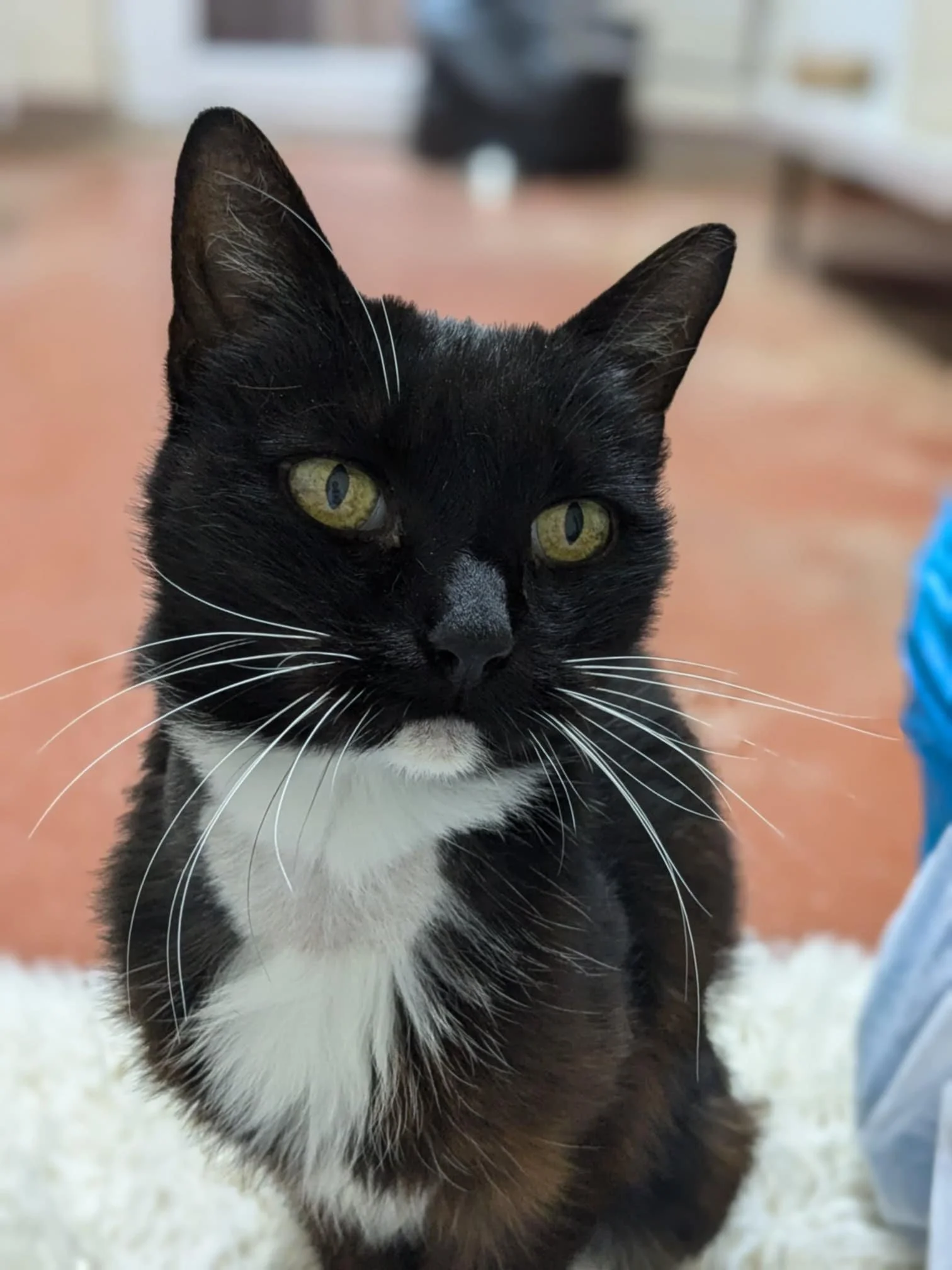 Cats — Wythall Animal Sanctuary