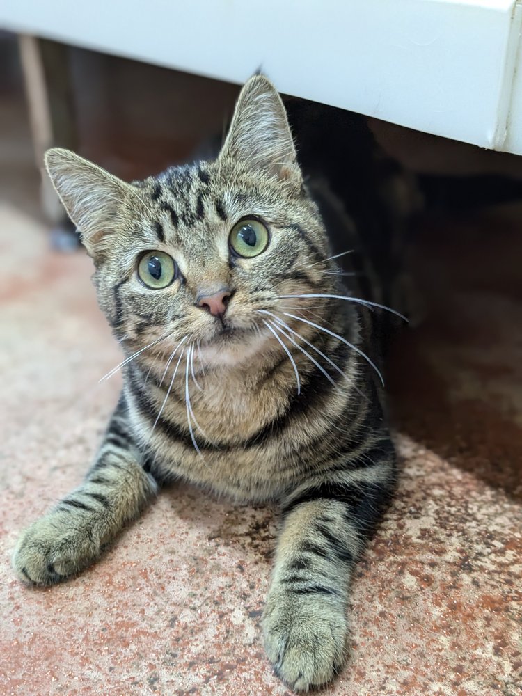 Cats — Wythall Animal Sanctuary