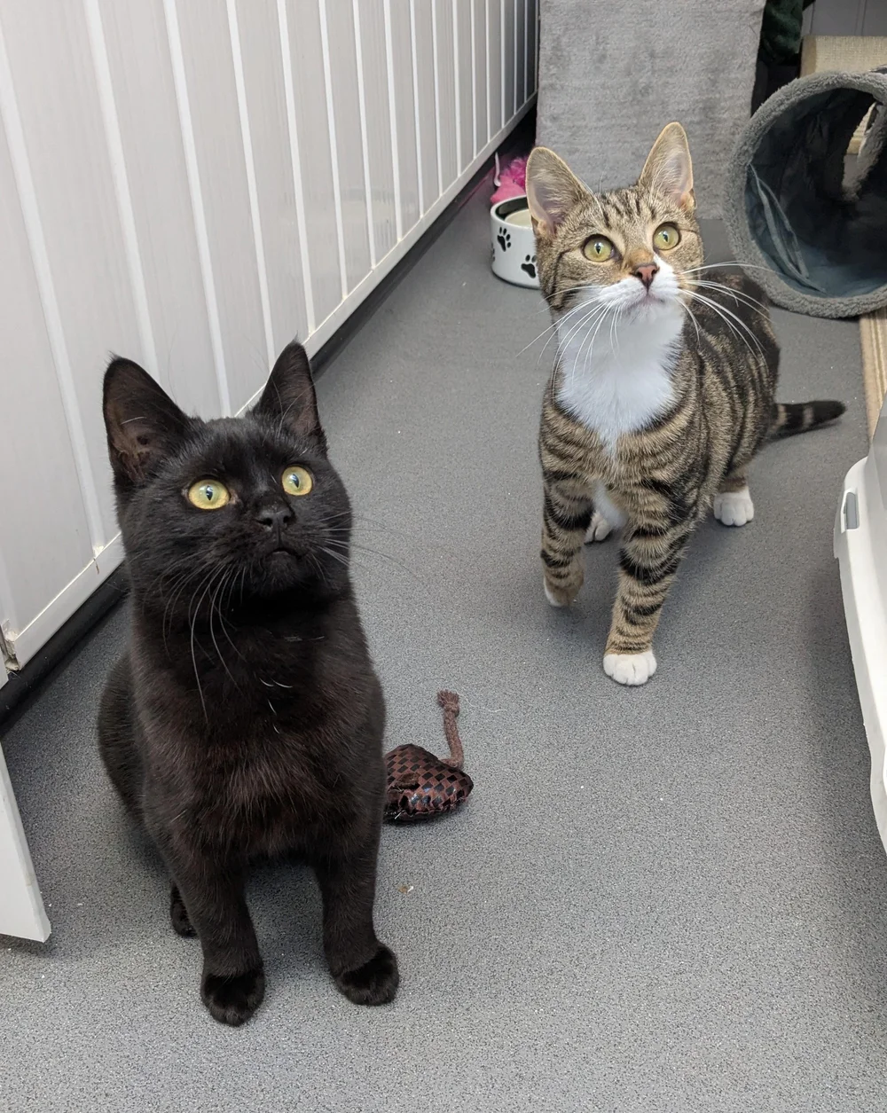 Cats — Wythall Animal Sanctuary