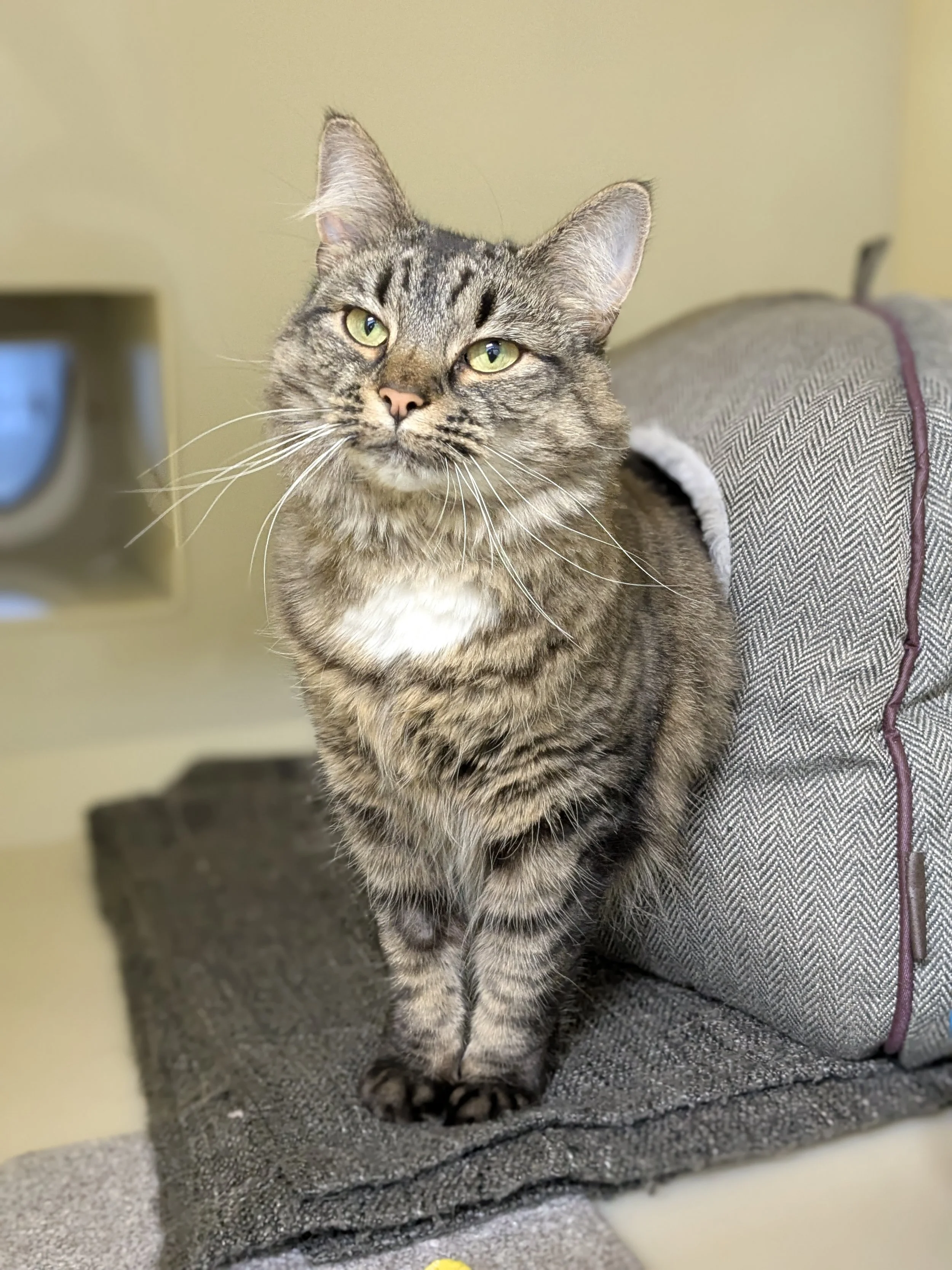 Cats — Wythall Animal Sanctuary