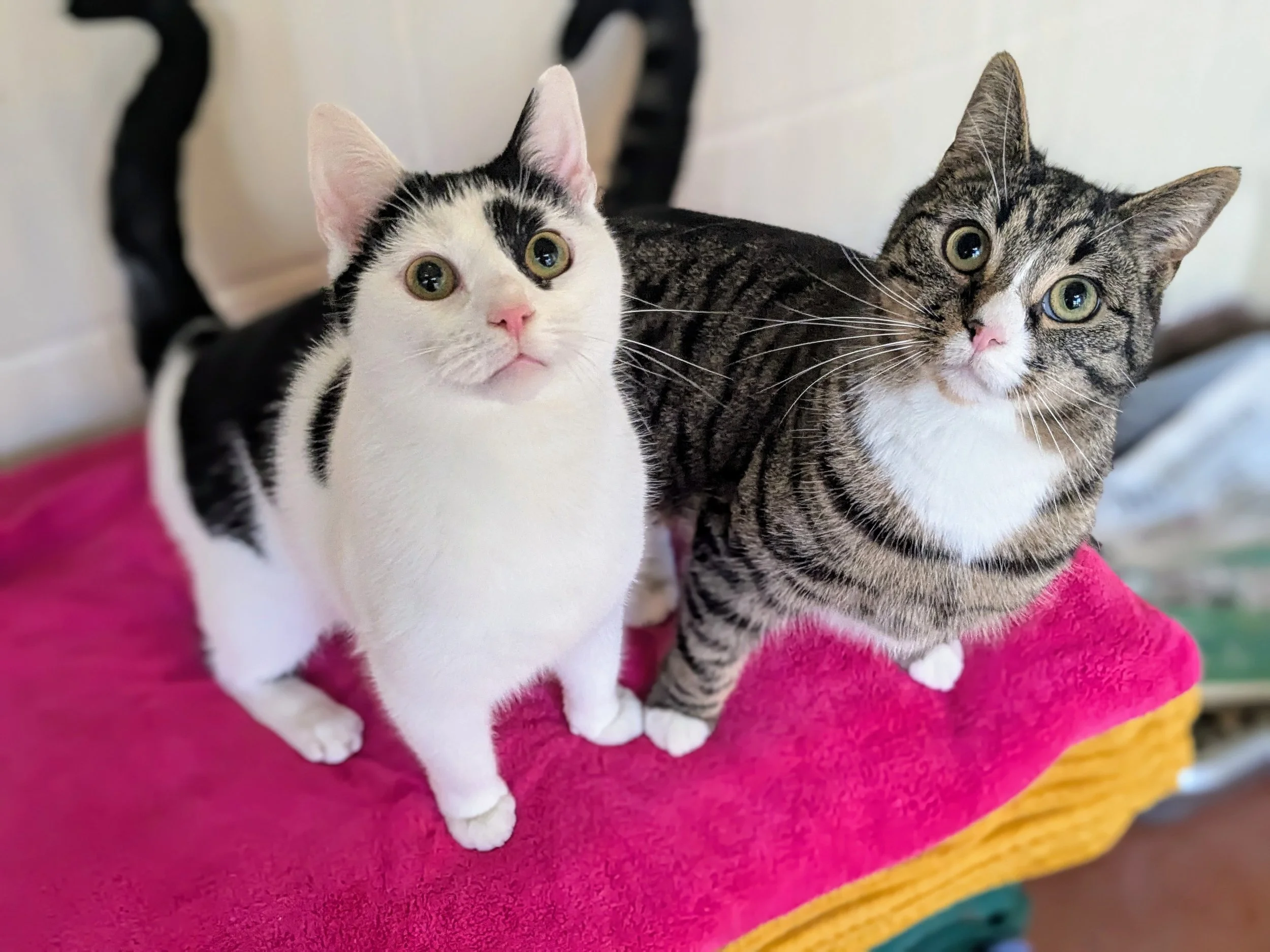 Cats — Wythall Animal Sanctuary