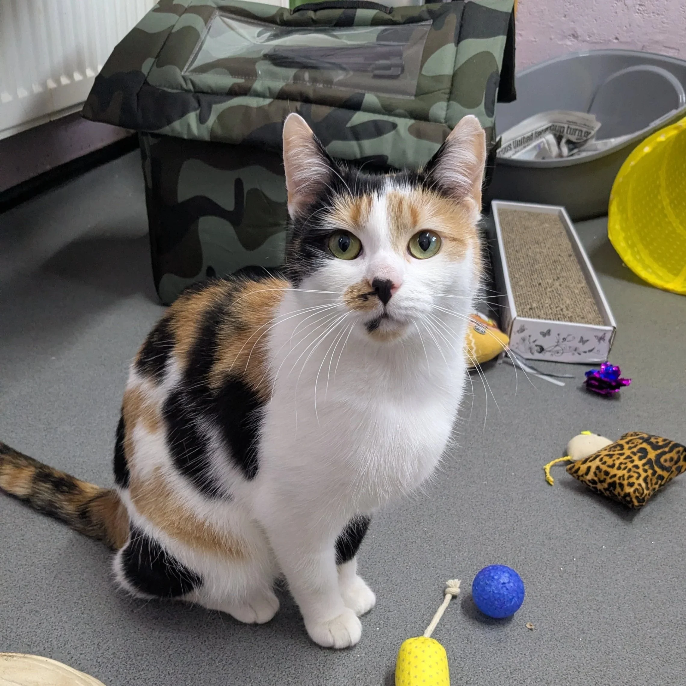 Cats | Adopt a Rescue Cat — Wythall Animal Sanctuary