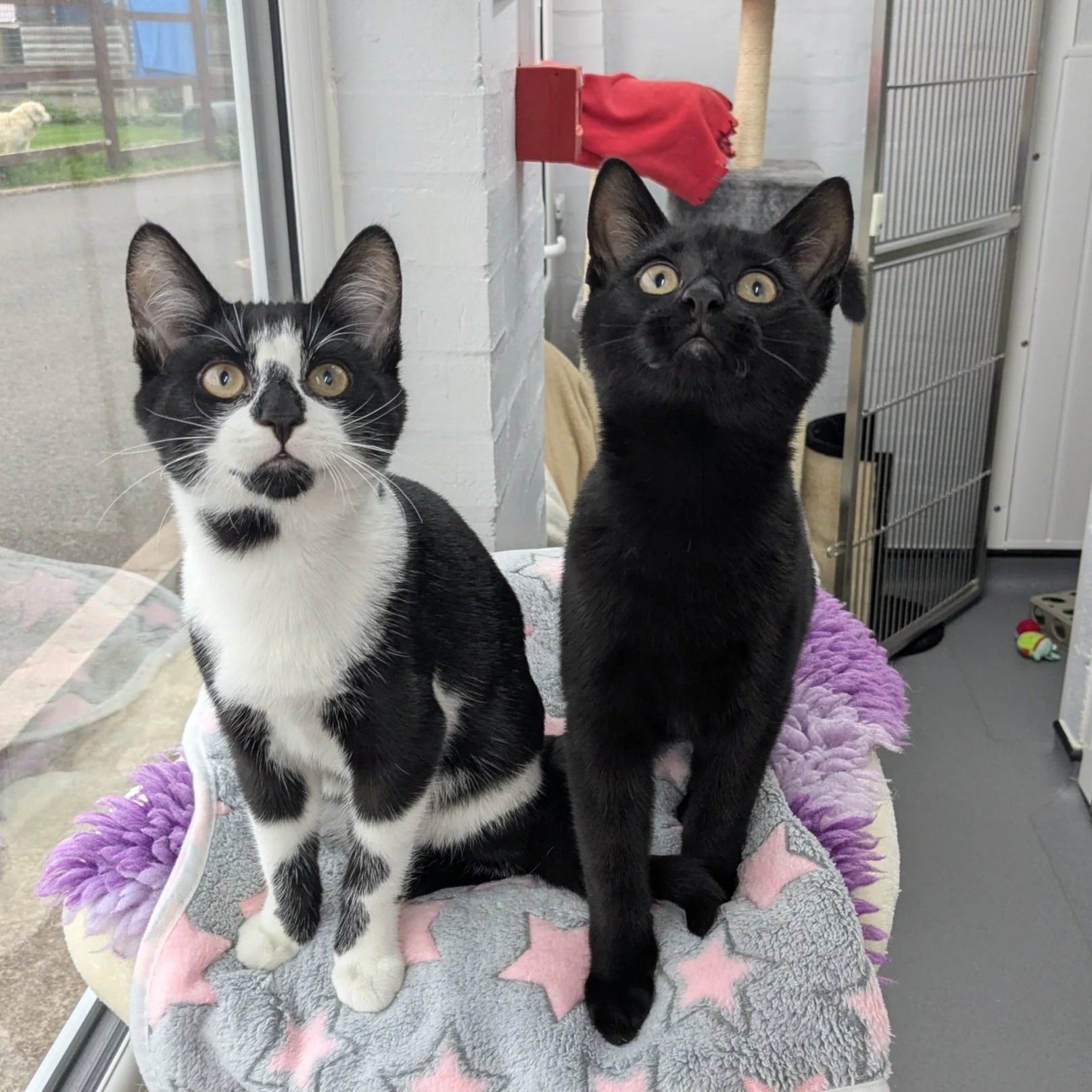 Cats | Find Your Perfect Cat Today! — Wythall Animal Sanctuary