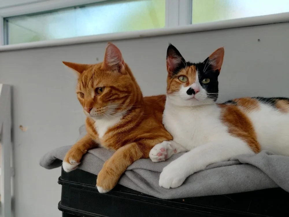 Adopt — Wythall Animal Sanctuary