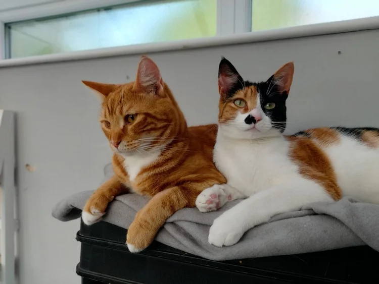 Adopt — Wythall Animal Sanctuary