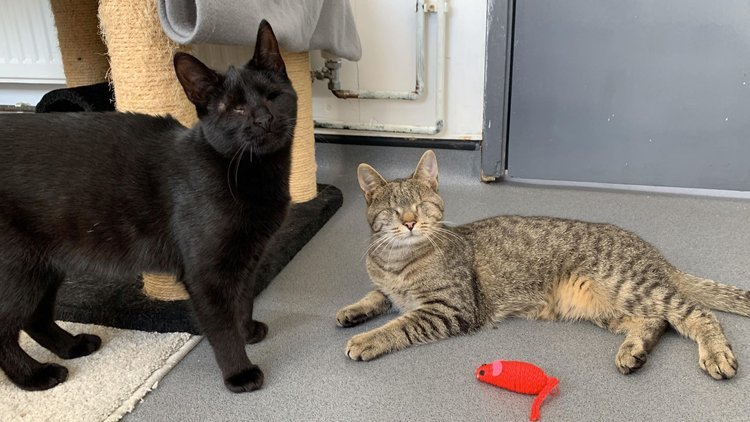 About — Wythall Animal Sanctuary