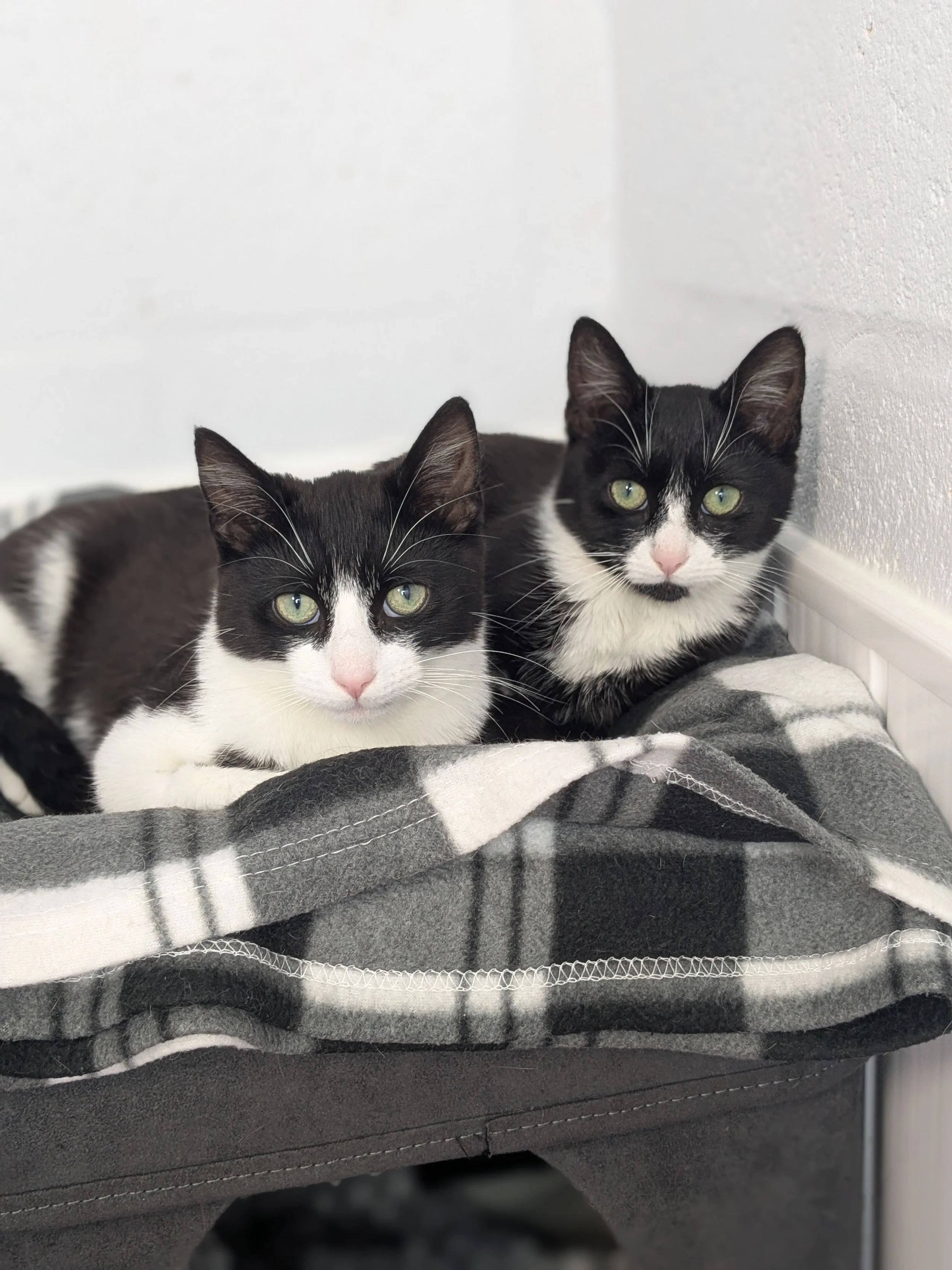 Cats | Find Your Perfect Cat Today! — Wythall Animal Sanctuary