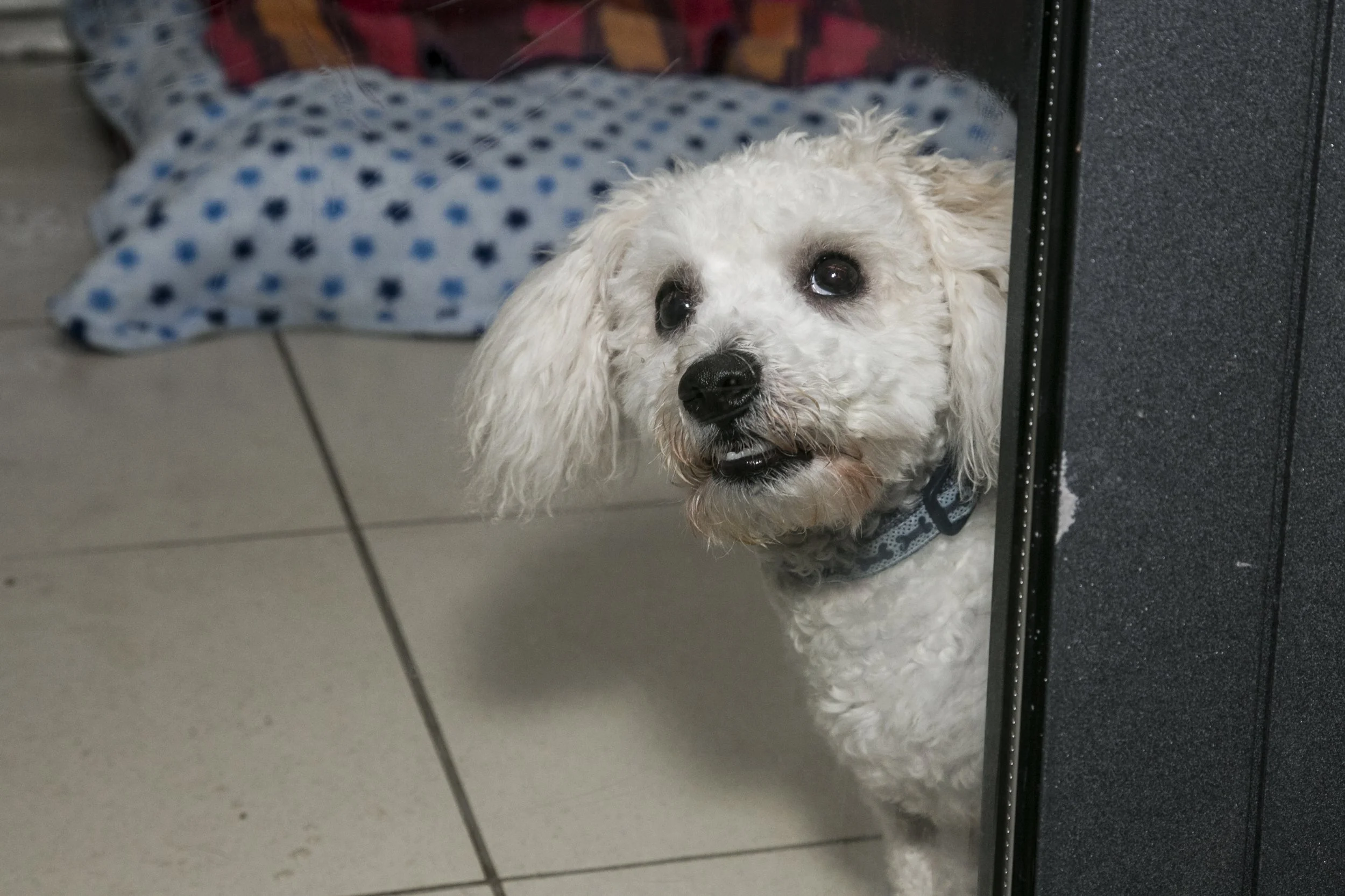 Wythall Animal Sanctuary | Animal Rescue | Birmingham