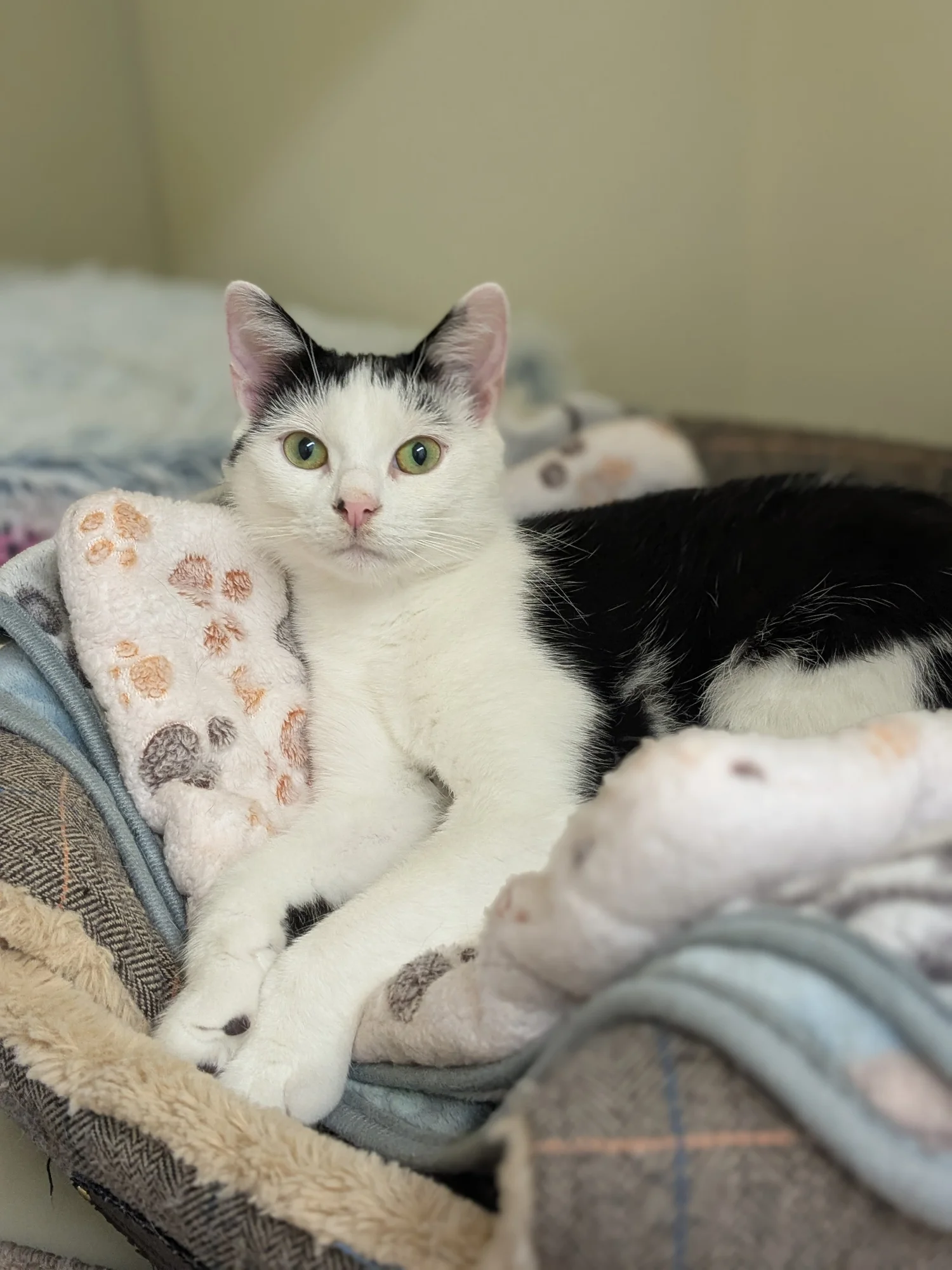 Cats | Find Your Perfect Cat Today! — Wythall Animal Sanctuary